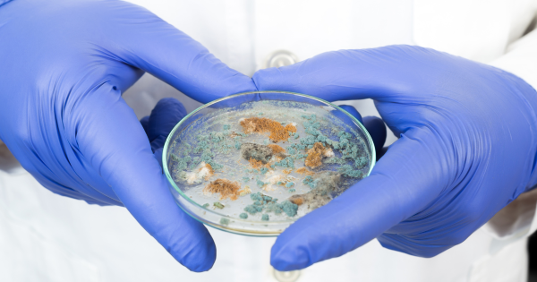 Mini-plast | the Importance of Petri Dishes in Laboratory Research